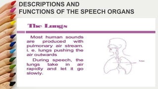 The organs of speech | PPTX