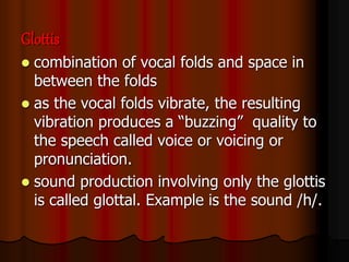 theorgansofspeechandtheirfunction-120523034352-phpapp01.ppt