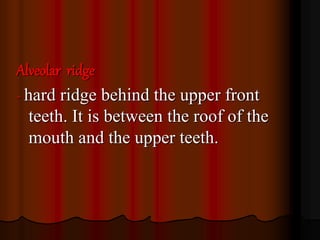 theorgansofspeechandtheirfunction-120523034352-phpapp01.ppt