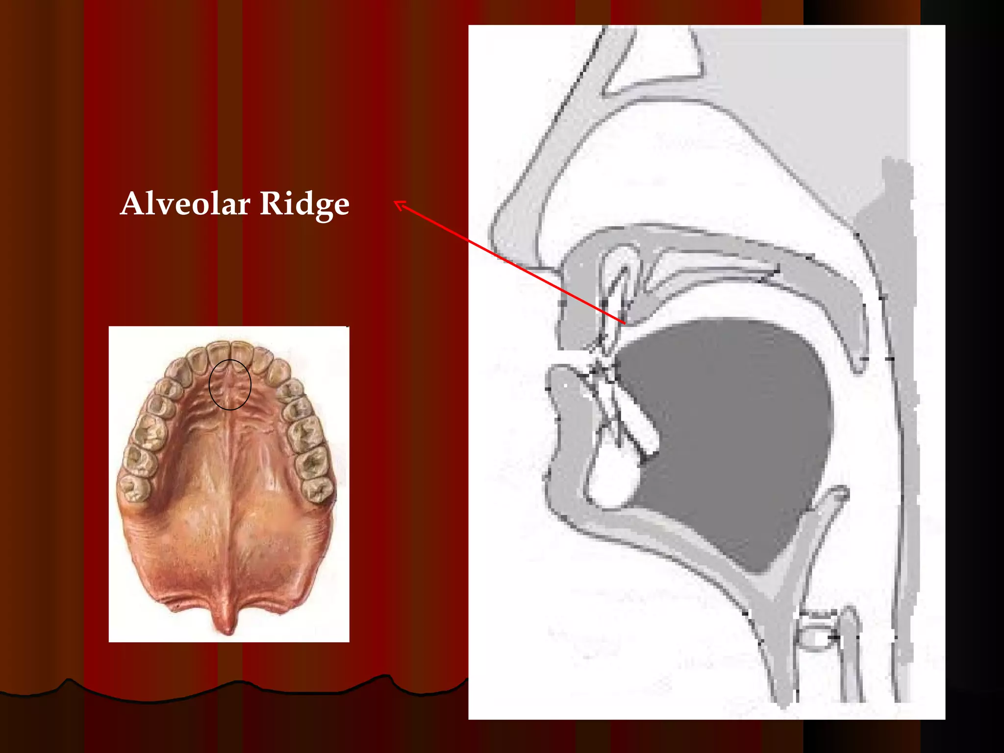 The organs of speech and their function | PPT