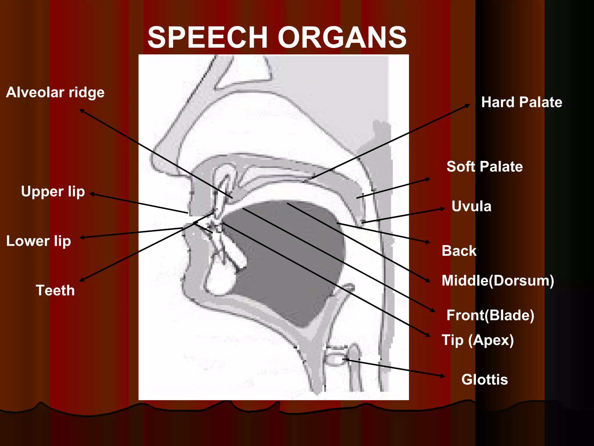 The organs of speech and their function | PPT