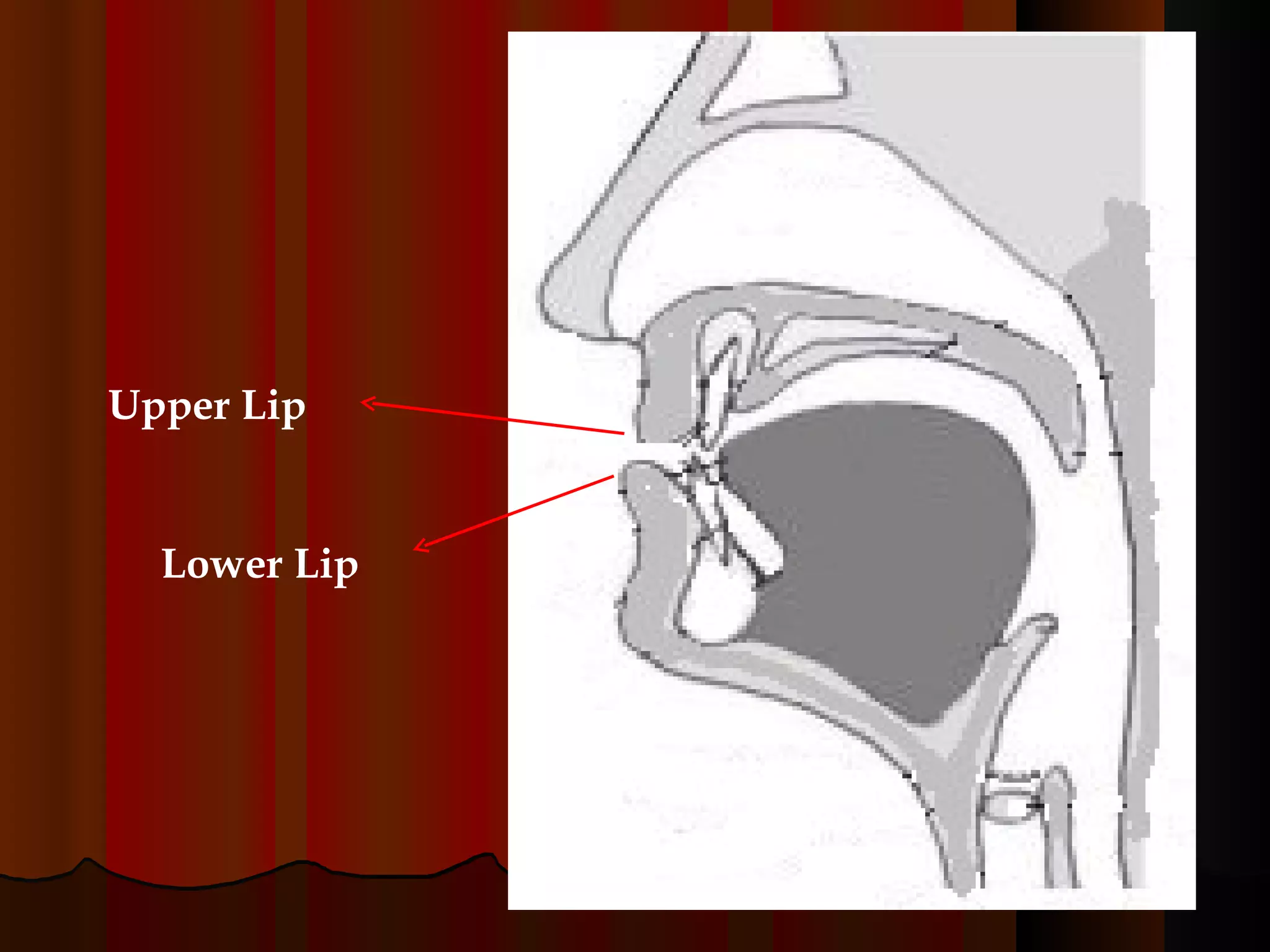 The organs of speech and their function | PPT