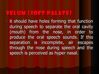 The organs of speech and their function | PPT
