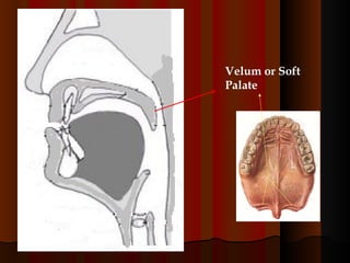 The organs of speech and their function | PPT