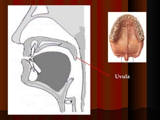 The organs of speech and their function | PPT