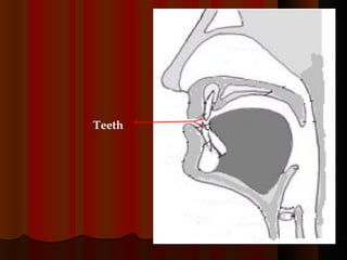 The organs of speech and their function | PPT