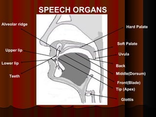 The organs of speech and their function | PPT