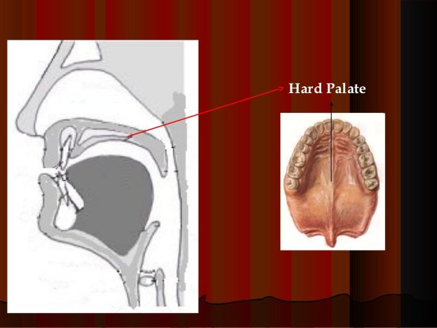The organs of speech and their function