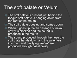 The organs of speech | PPTX