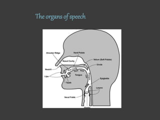 The organs of speech | PPTX