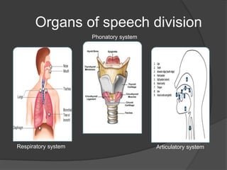 The organs of speech | PPTX