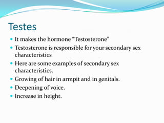 Science For Grade 5 The Organ Systems | PPTX