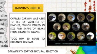 THEORIES-OF-EVOLUTION-LAMARICK-VS-DARVIN.pptx