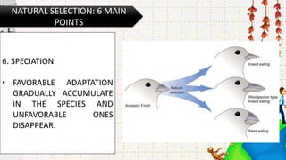 THEORIES-OF-EVOLUTION-LAMARICK-VS-DARVIN.pptx