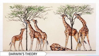 THEORIES-OF-EVOLUTION-LAMARICK-VS-DARVIN.pptx