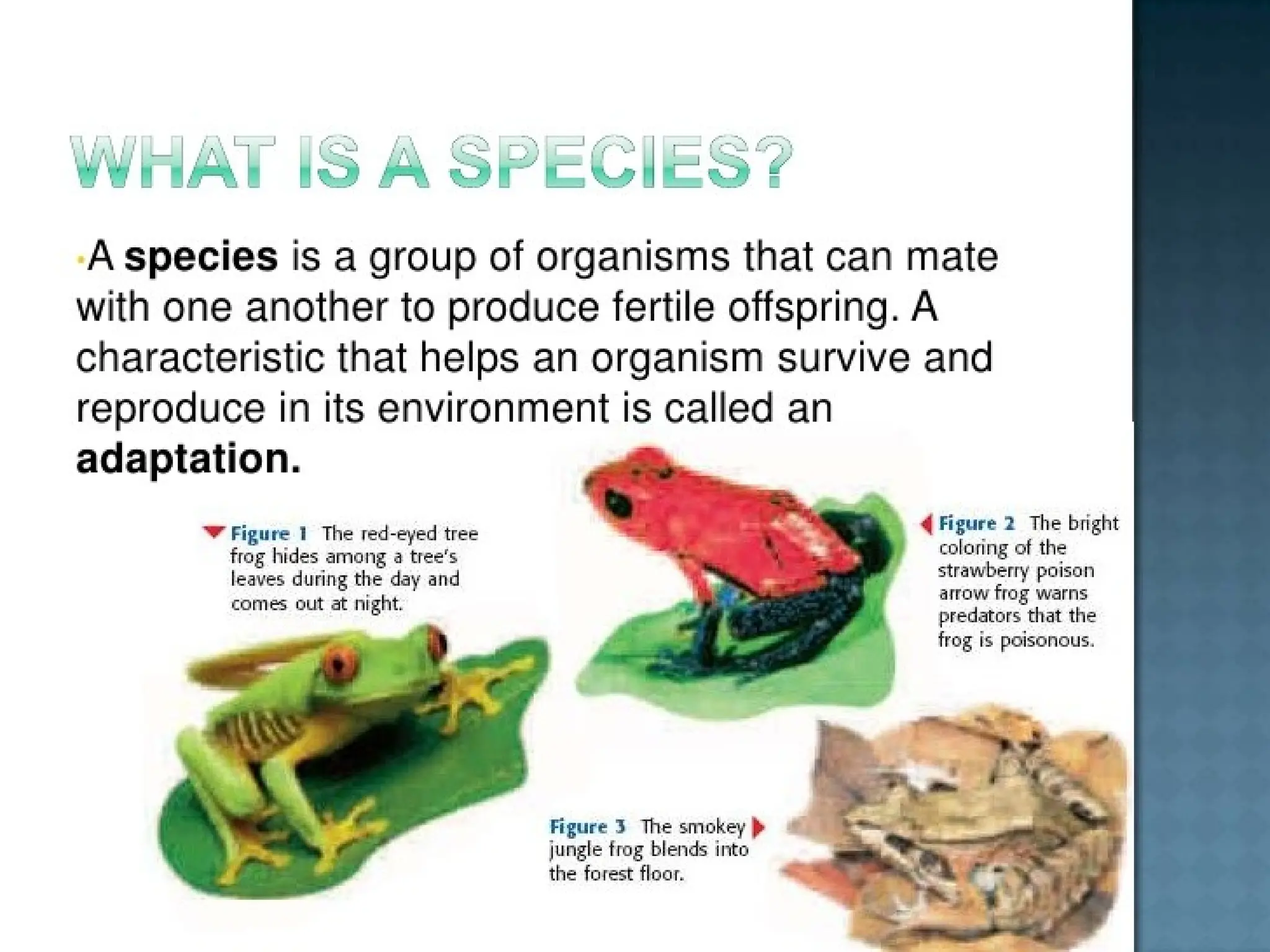 Theories-of-Evolution.pptx( Theories of evolution by lamarck, darwin ...