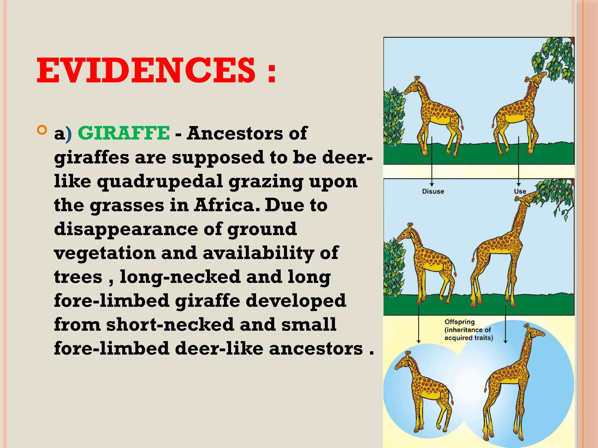 THEORIES-OF-EVOLUTION-BY-LAMARCK-AND-DARWIN.pptx