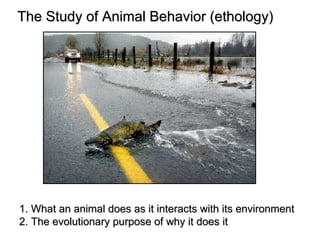 Theories And Intro To Animal Behavior | PPT