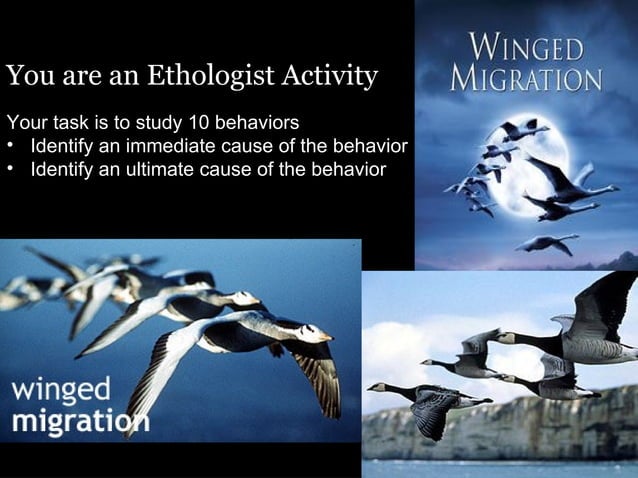 Theories And Intro To Animal Behavior | PPT