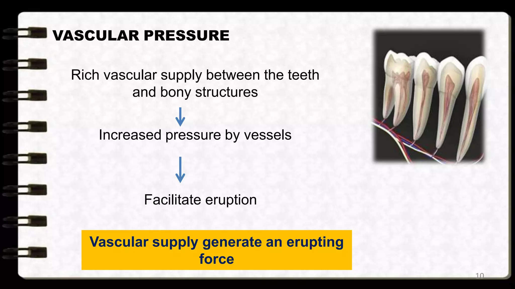 Theories and mechanism of eruption of primary and | PPTX