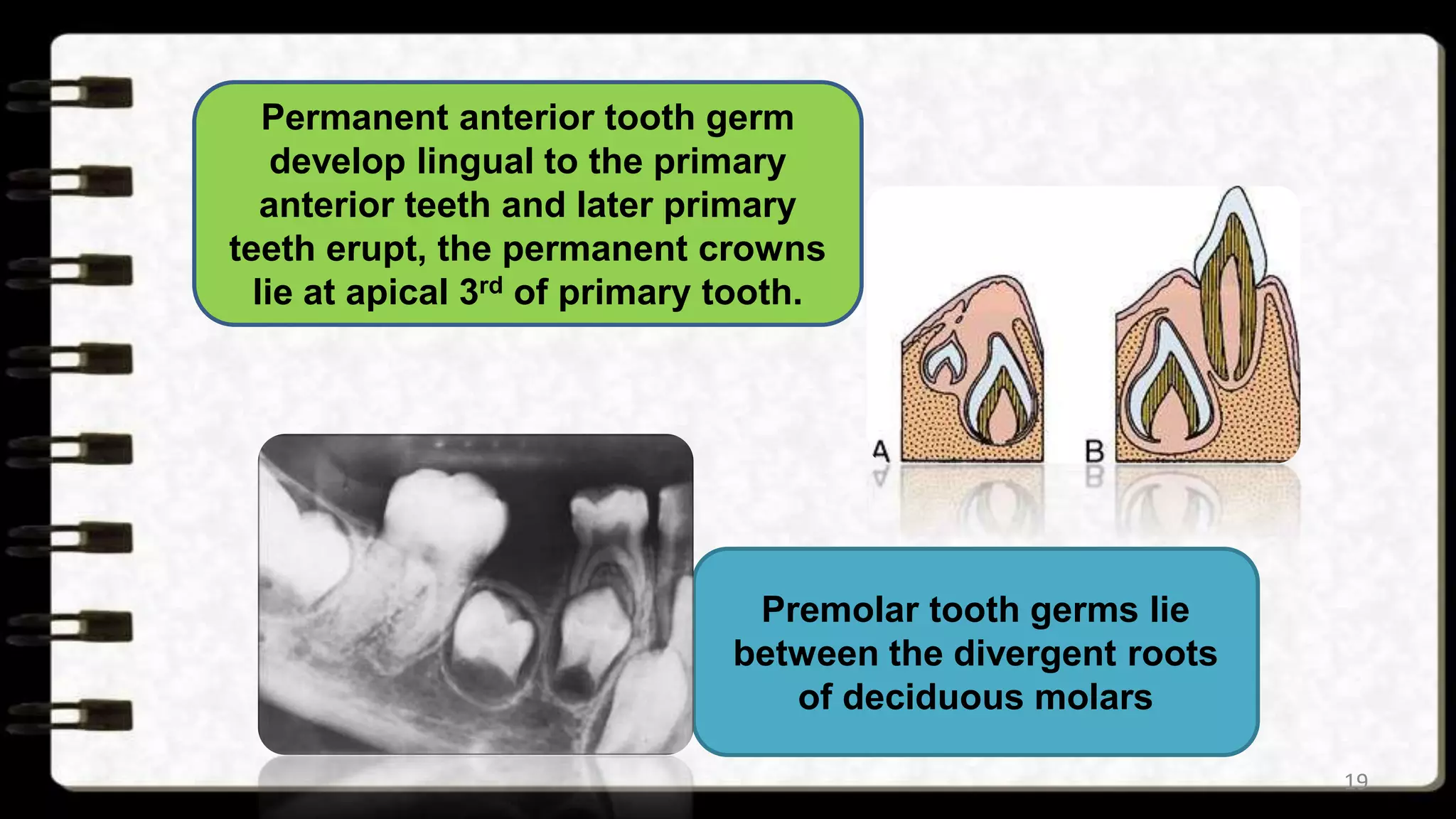 Theories and mechanism of eruption of primary and | PPTX