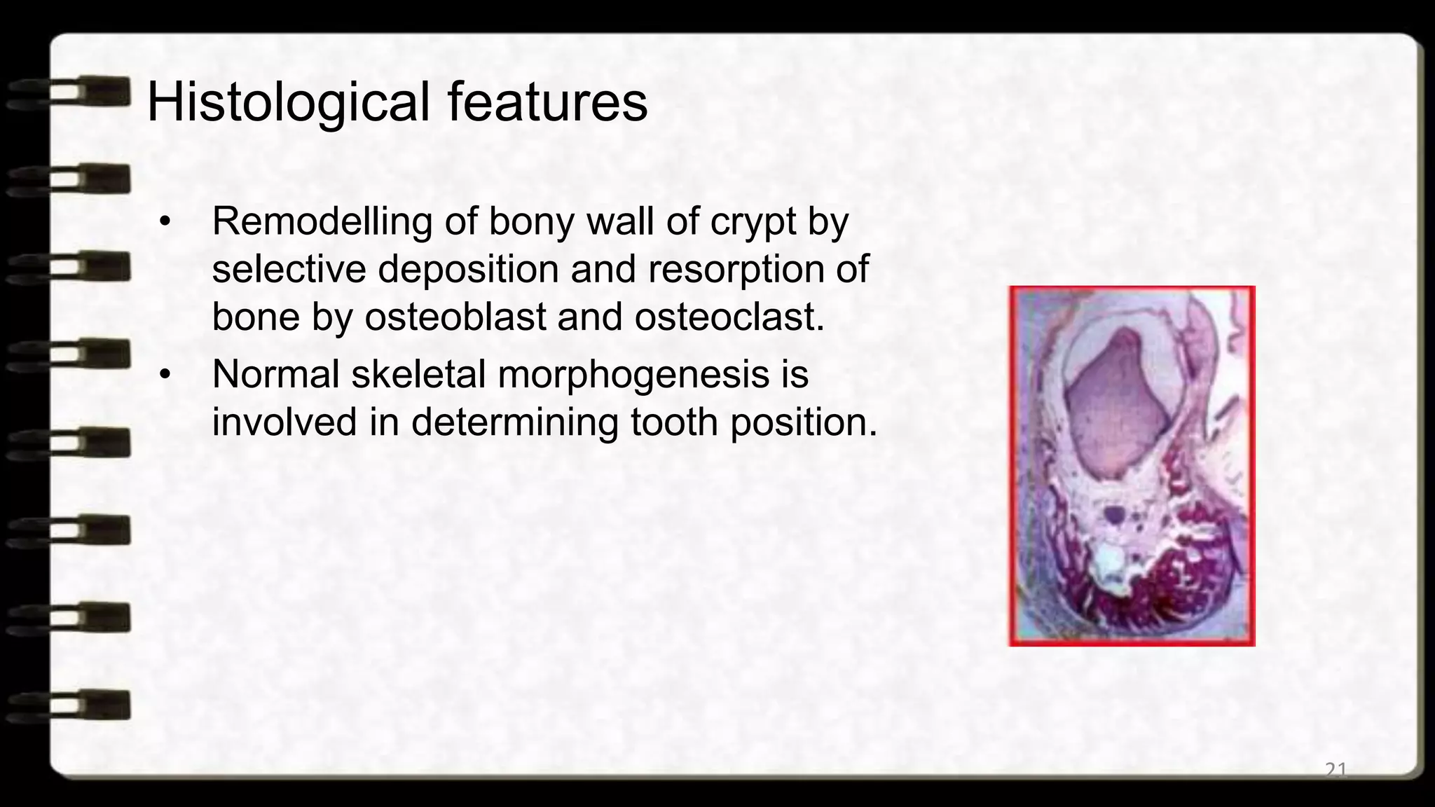 Theories and mechanism of eruption of primary and | PPTX