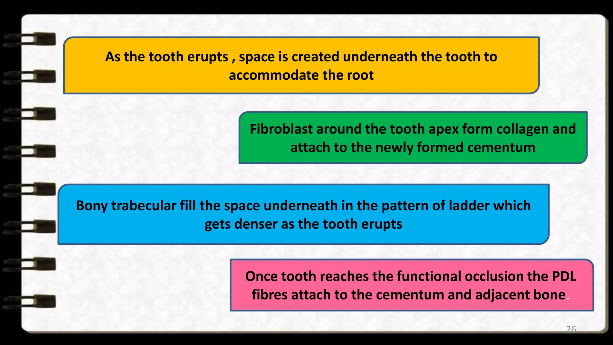 Theories and mechanism of eruption of primary and | PPTX