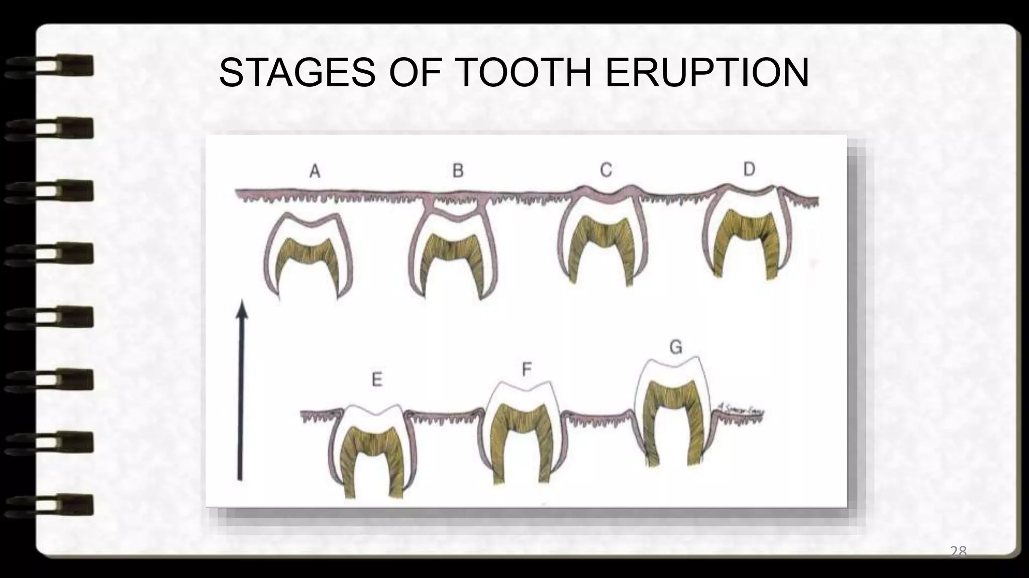 Theories and mechanism of eruption of primary and | PPTX