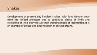 THEORIES AND MECHANISMS OF EVOLUTION.pptx