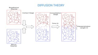 Theories of Muco-Adhesion in buccal drug delivery system. | PPTX
