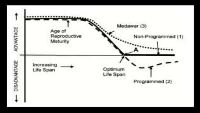 Theories of aging | PPTX | Genetics | Science