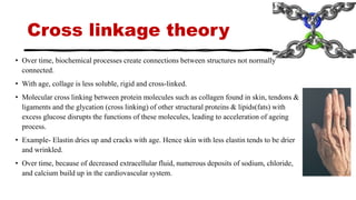 Theories of aging | PPTX