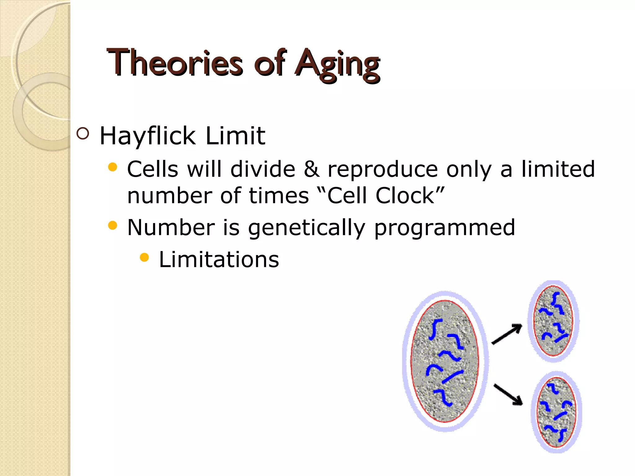 Theories of aging s14 | PPT