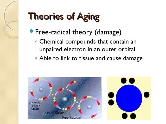 Theories of aging s14 | PPT | Genetics | Science