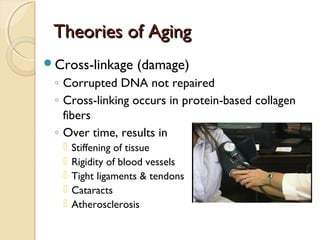Theories of aging s14 | PPT