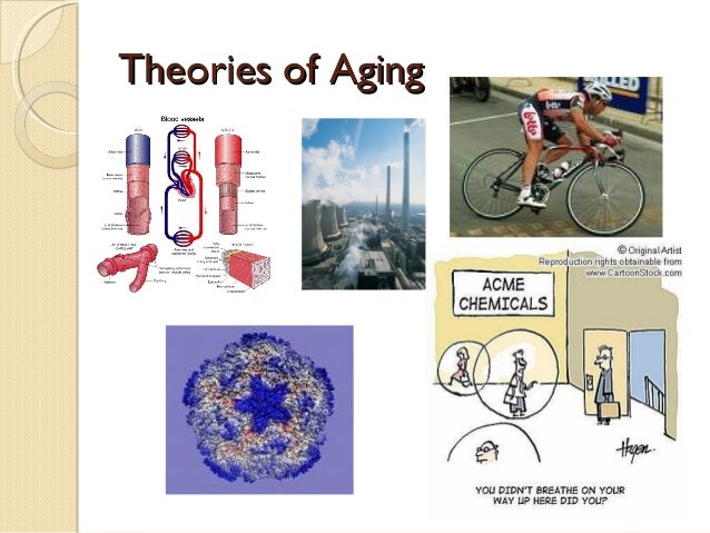 Theories of aging s14
