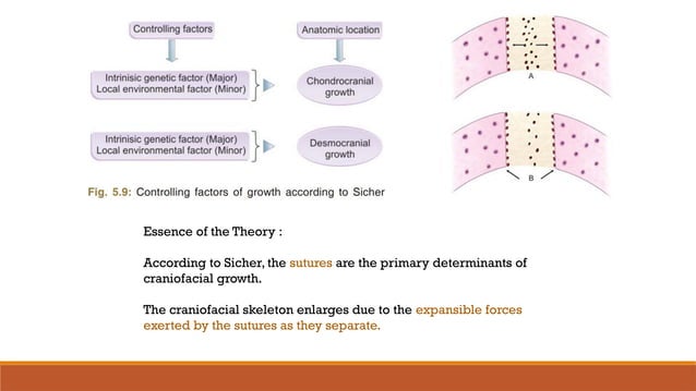 THEORIES OF BONE GROWTH AND DEVELOPEMENT.pptx