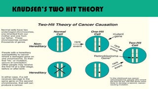 Theories of cancer causation | PDF
