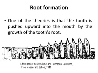Theories Of Eruption Of Teeth | PPSX