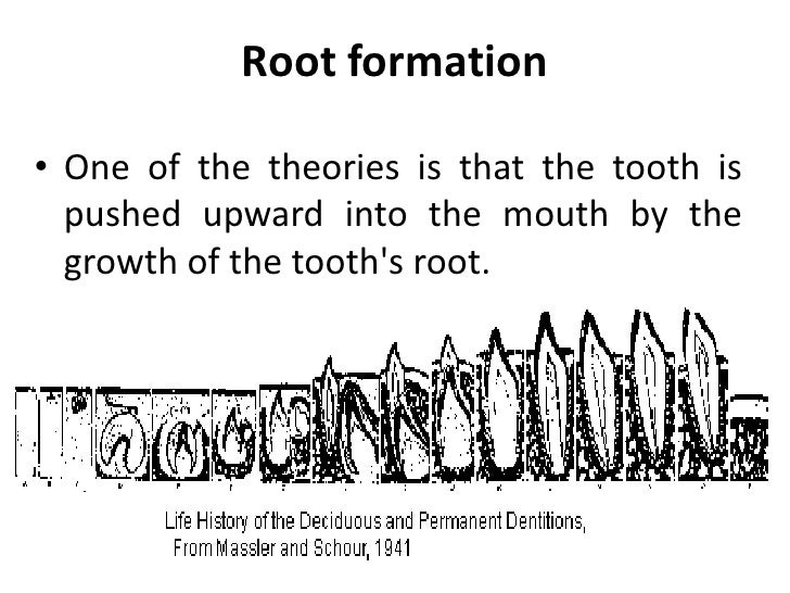 Theories Of Eruption Of Teeth