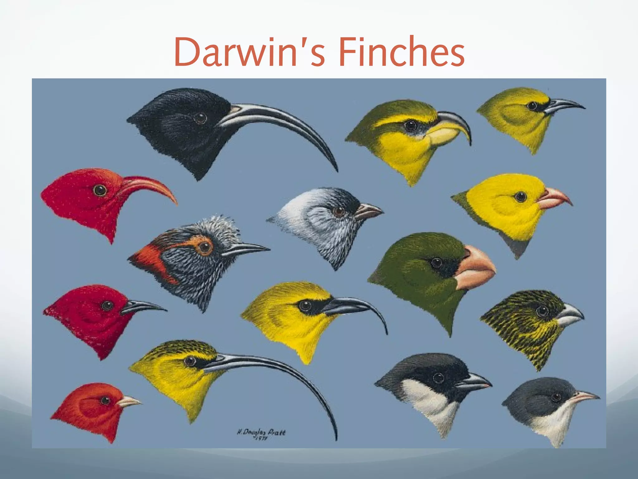 Theories of evolution | PPT | Biological Sciences | Science