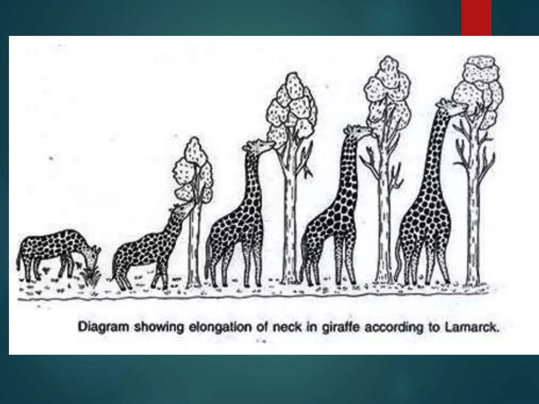 Theories of evolution | PPTX