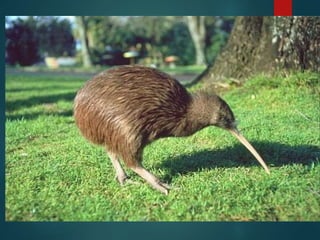 Theories of evolution | PPTX