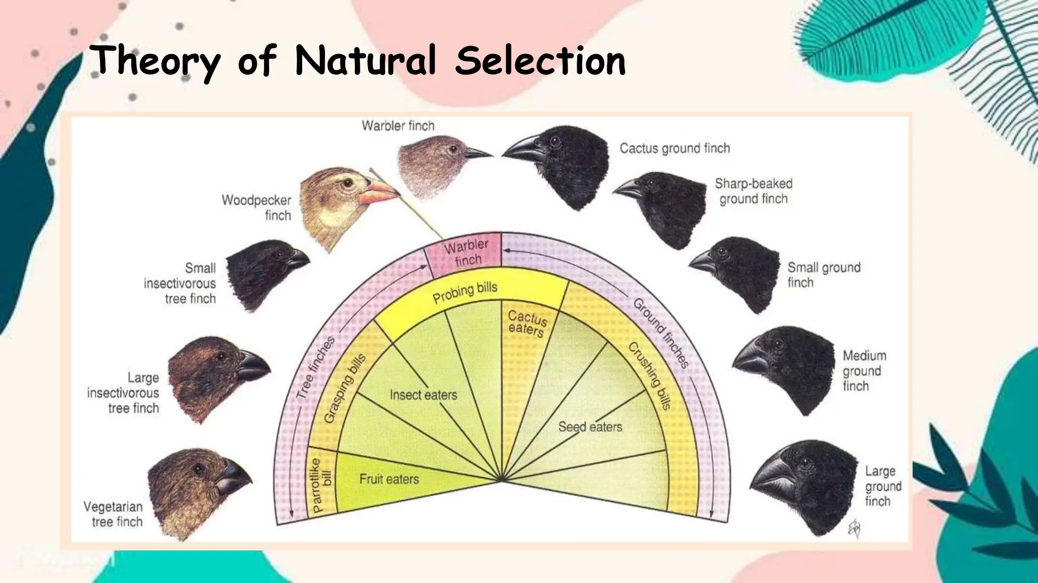 THEORIES OR OCCURRENCE OF EVOLUTION .pptx