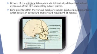 THEORIES OF GROWTH IN ORTHODONTICS AND DENTOFACIAL ORTHOPEDICS | PPTX