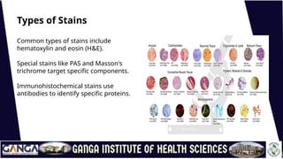 Theories Of Histopathology Staining.pptx