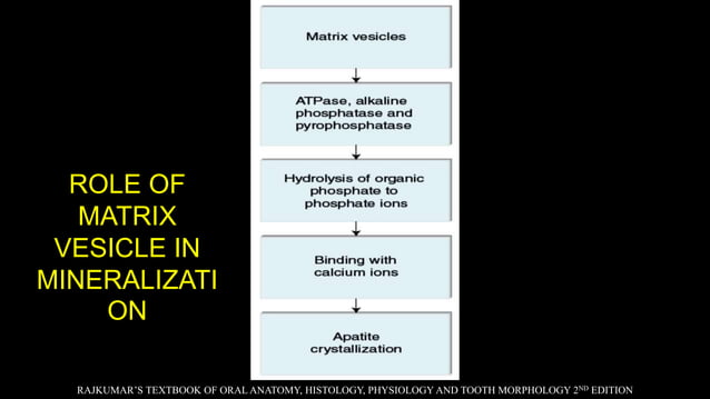 Theories of mineralisation | PPTX | Dental Health | Diseases and Conditions