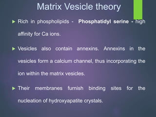 Theories of mineralization | PPTX