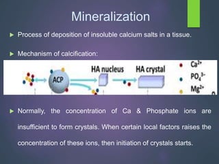 Theories of mineralization | PPTX