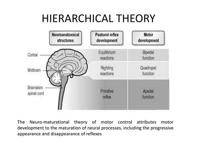 Theories of Motor Control | PPTX | Physical Therapy | Wellness